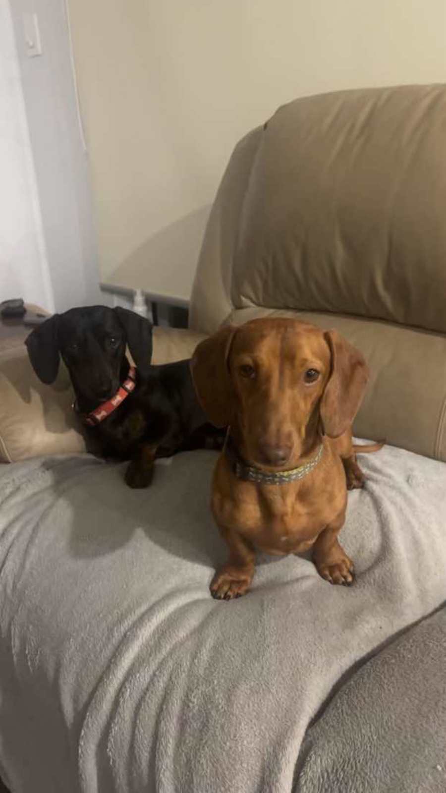 Chilli & Cherrio - Small Male Dachshund (Miniature Smooth Haired) Dog ...