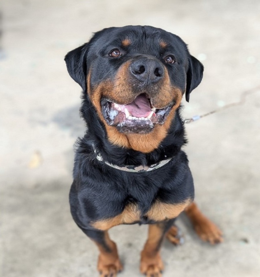 Bruno - Large Male Rottweiler Dog in QLD - PetRescue