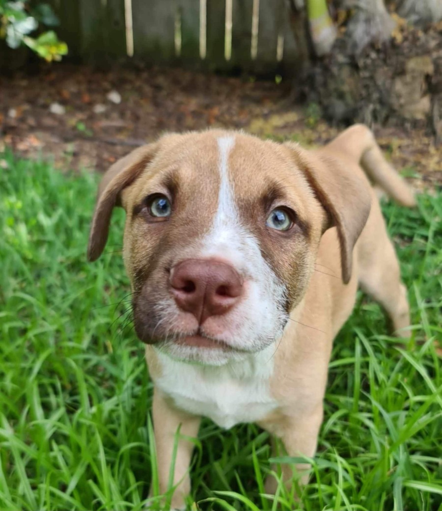 Ron - Medium Male Mixed breed Dog in QLD - PetRescue