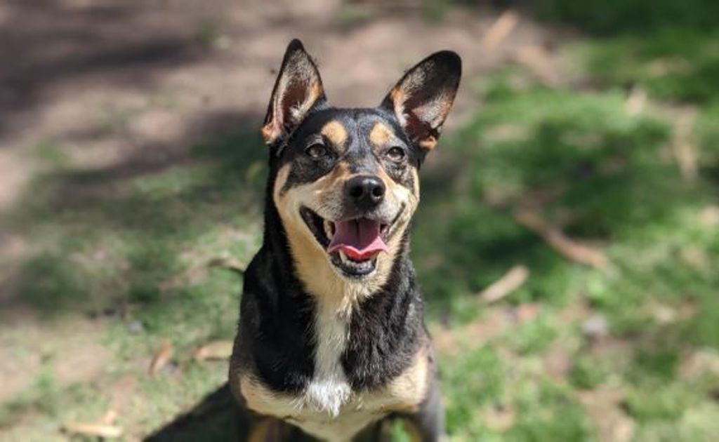 Pixie - Medium Female Beagle x Kelpie Mix Dog in VIC - PetRescue