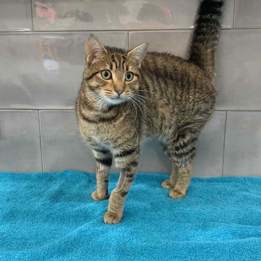 Lulu - Female Domestic Short Hair (DSH) Cat in VIC - PetRescue