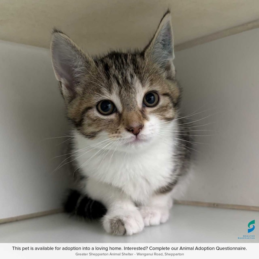 Blossom - Female Domestic Short Hair (DSH) Cat in VIC - PetRescue