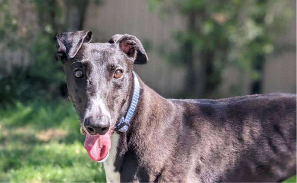Noodle - Large Female Greyhound Mix Dog in VIC - PetRescue