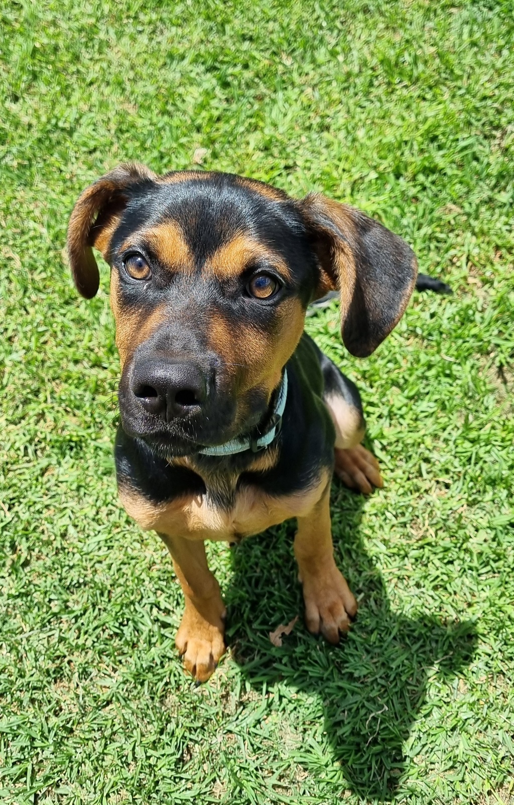 Linda - Large Female German Shepherd x Rottweiler Mix Dog in QLD ...
