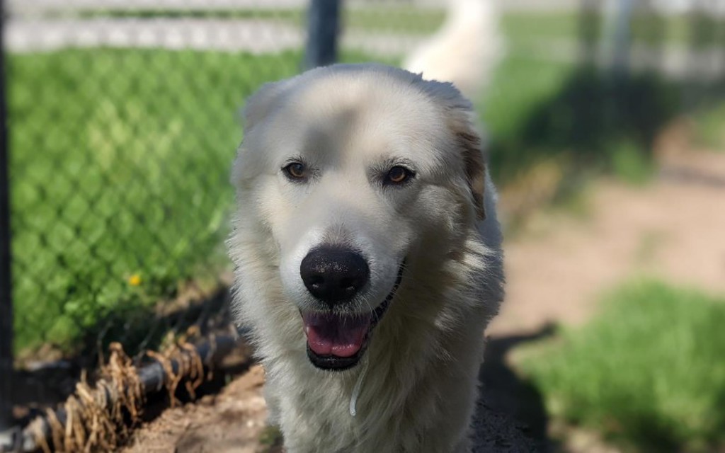 Toast - Large Male Maremma Sheepdog Mix Dog in VIC - PetRescue