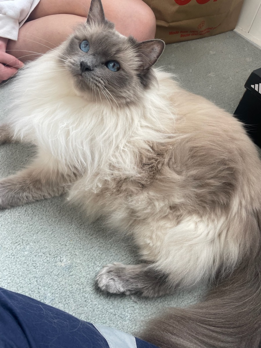 Suki - Female Ragdoll Cat in VIC - PetRescue