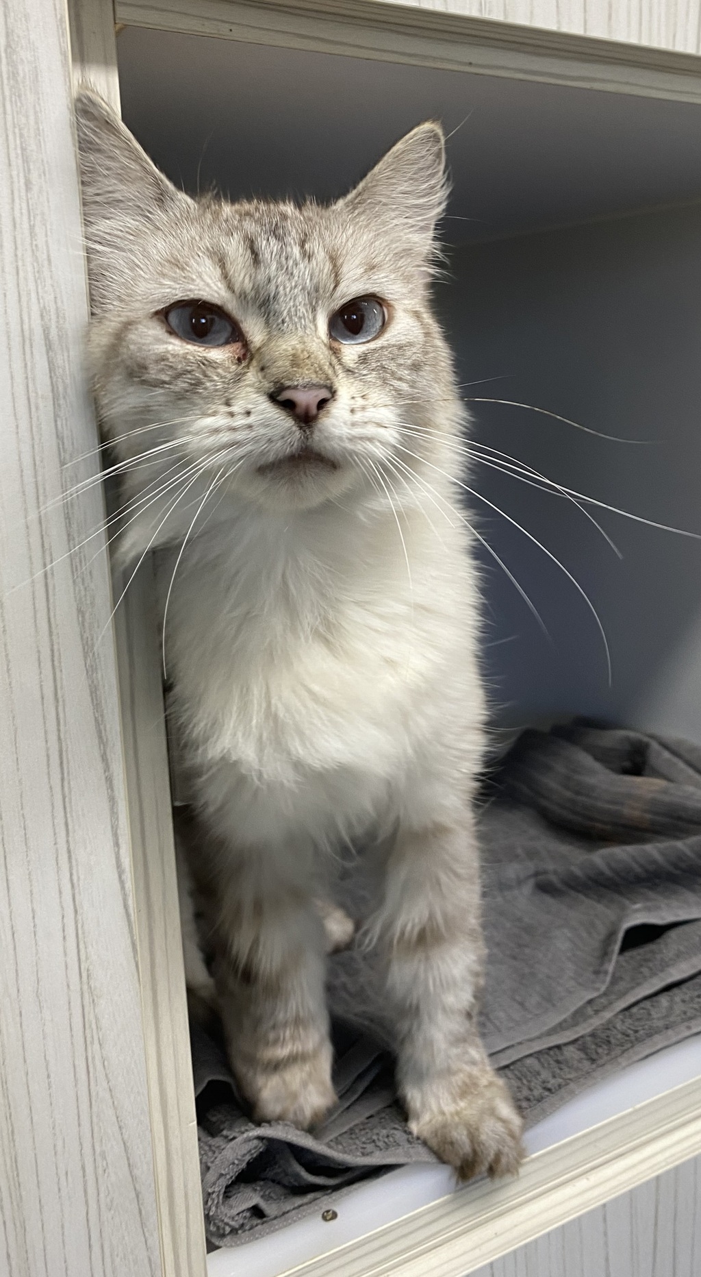 Maddie - Female Domestic Medium Hair x Ragdoll Mix Cat in QLD - PetRescue