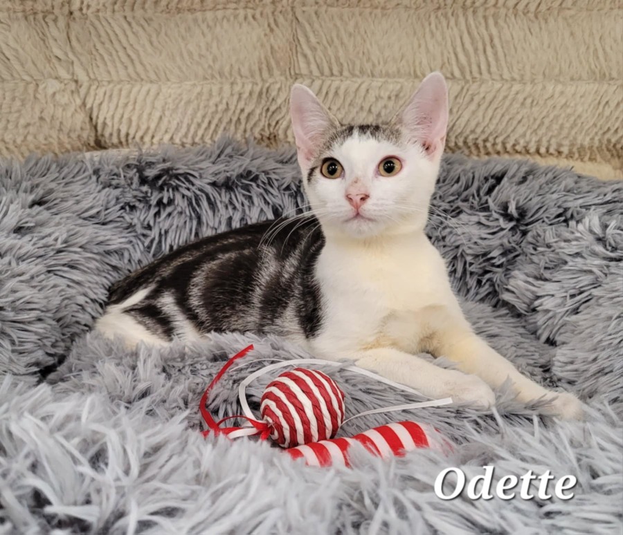 Odette - Female Domestic Short Hair (DSH) Cat in QLD - PetRescue