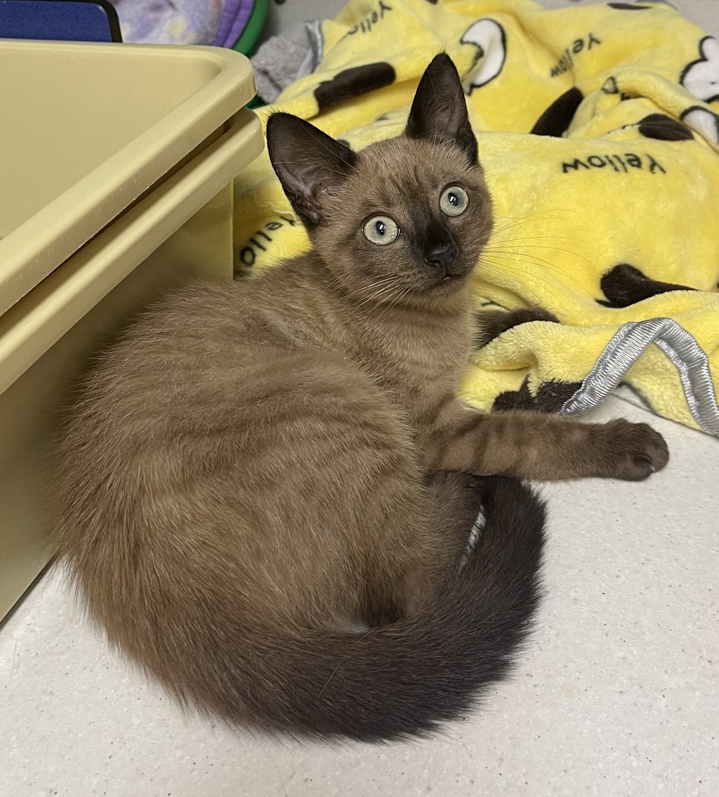 Wasabi - Female Layanese Mix Cat in QLD - PetRescue