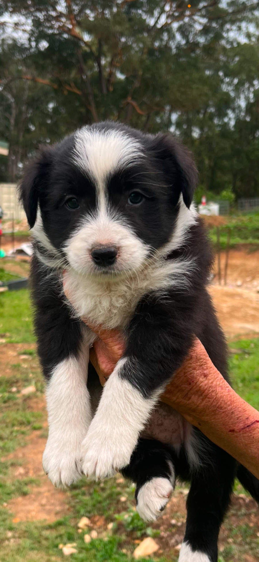 Flynn - Medium Male Border Collie Dog in NSW - PetRescue