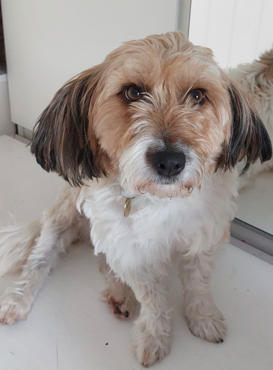 Coby - Small Male Tibetan Terrier Mix Dog in NSW - PetRescue