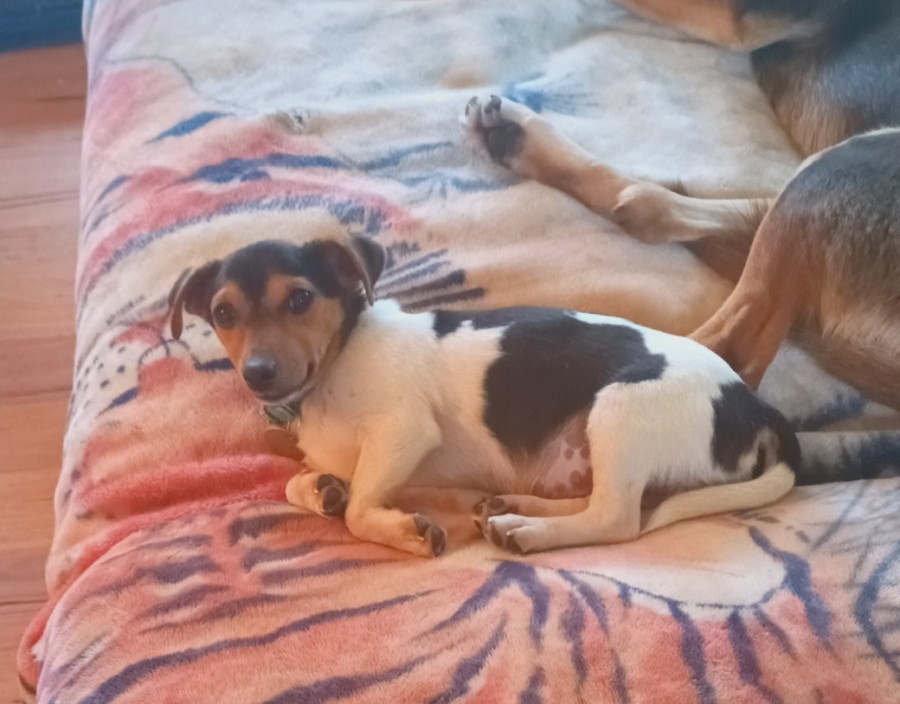 Okey Dokey - Small Male Fox Terrier (Miniature) Dog in VIC - PetRescue