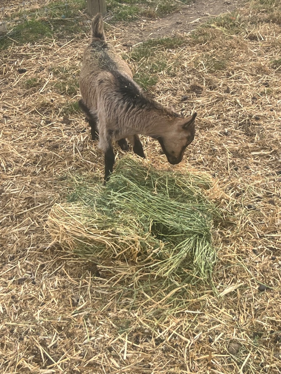 Missy - Female Goat in VIC - PetRescue