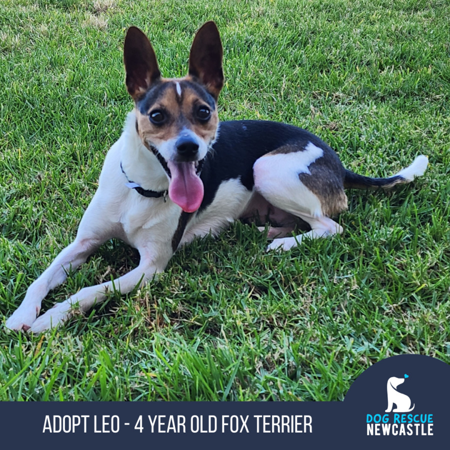 Leo - 4 Year Old Fox Terrier (On Trial) - Small Male Fox Terrier Dog in NSW - PetRescue