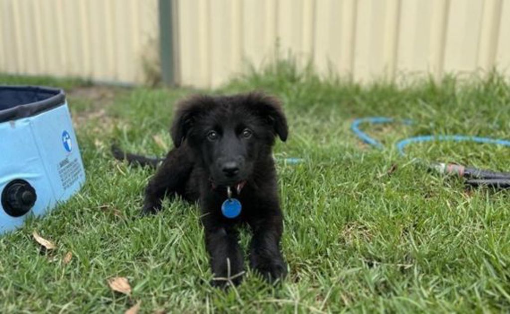 Lilith - Large Female German Shepherd x Maremma Sheepdog Mix Dog in VIC ...