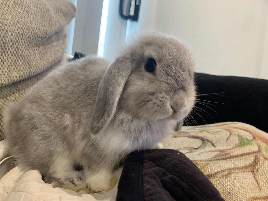 Milkyway - Male Lop Eared Mix Rabbit in NSW - PetRescue
