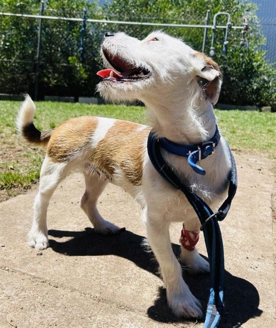 Tippet - Small Female Jack Russell Terrier Dog in VIC - PetRescue