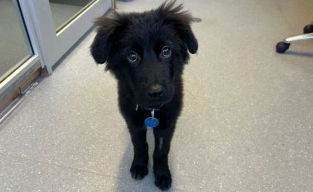 Lucas - Large Male German Shepherd x Maremma Sheepdog Mix Dog in VIC ...