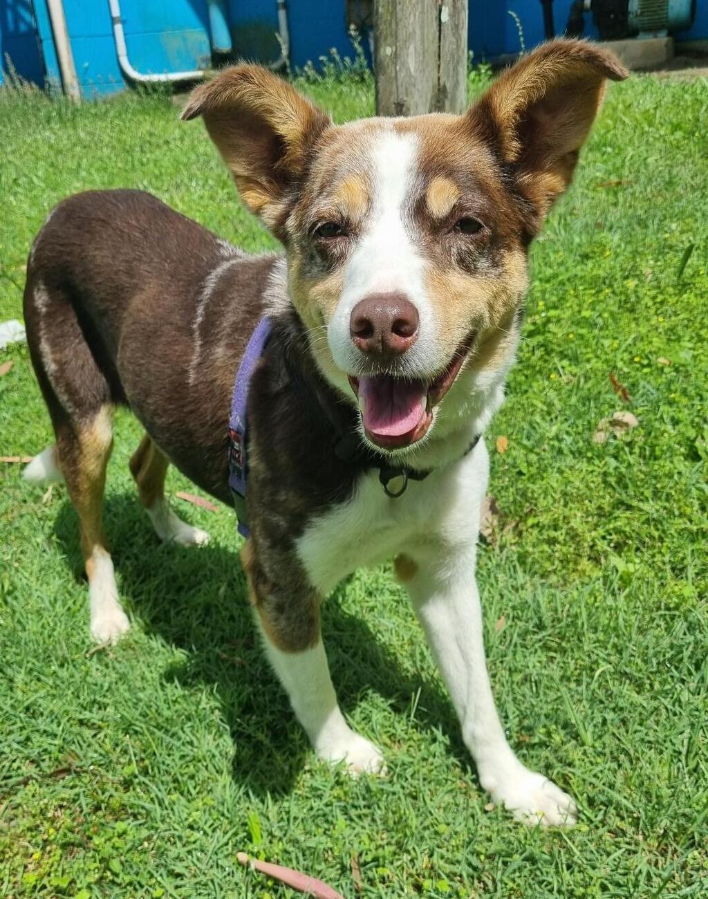 Violet - Medium Female Kelpie x Australian Koolie Mix Dog in QLD ...