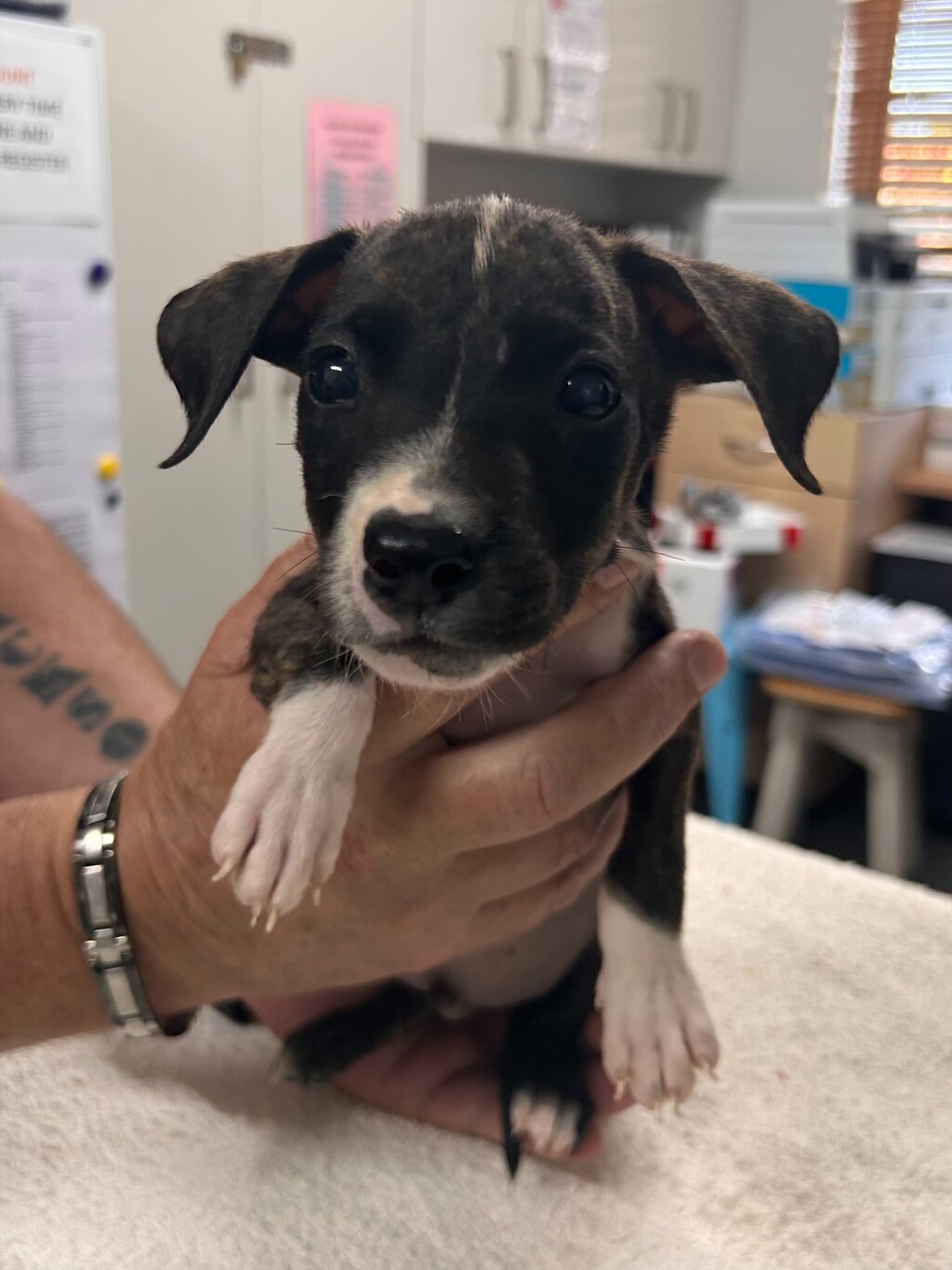 Raffy - Large Male Bull Arab Mix Dog in QLD - PetRescue