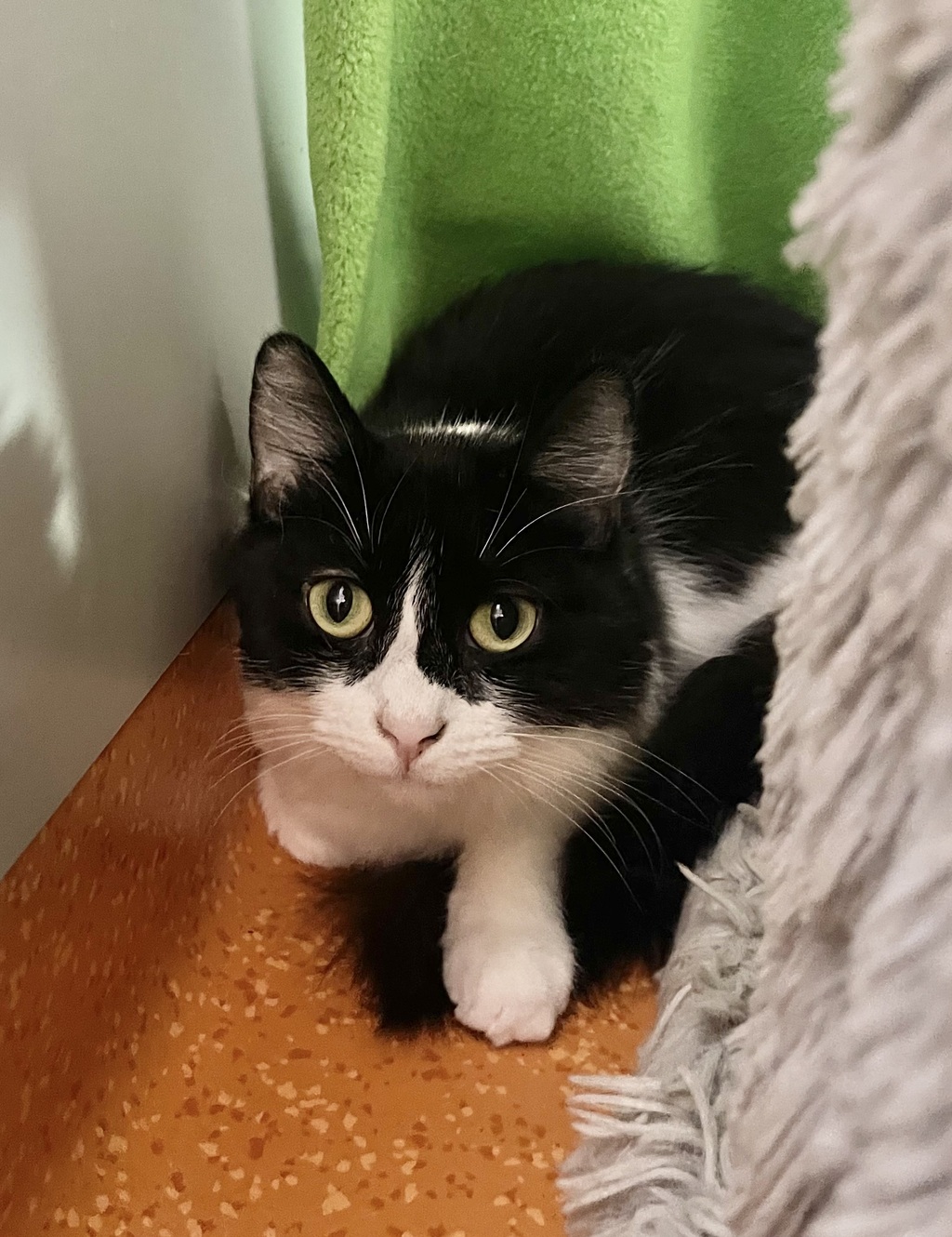 Debbie - Female Domestic Short Hair Mix Cat in QLD - PetRescue