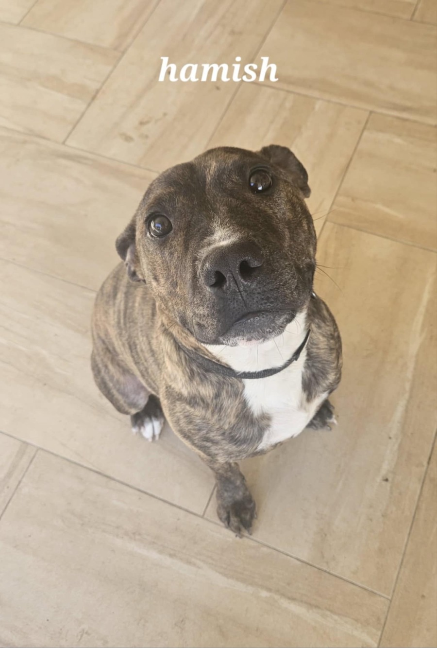 Hamish - Medium Male Staffordshire Bull Terrier Mix Dog in VIC - PetRescue