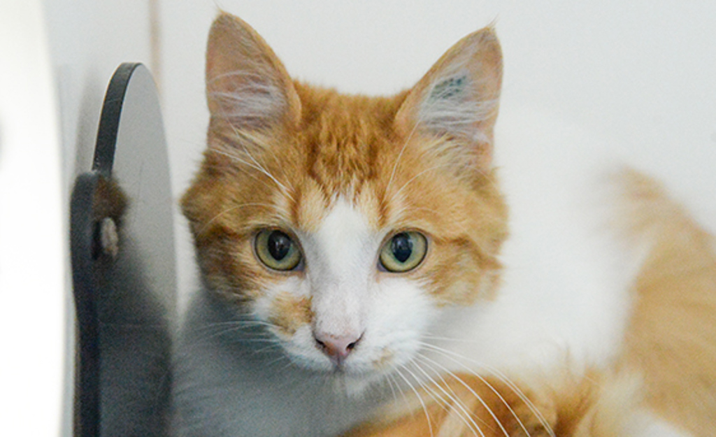 Rango - Male Domestic Medium Hair Mix Cat in VIC - PetRescue