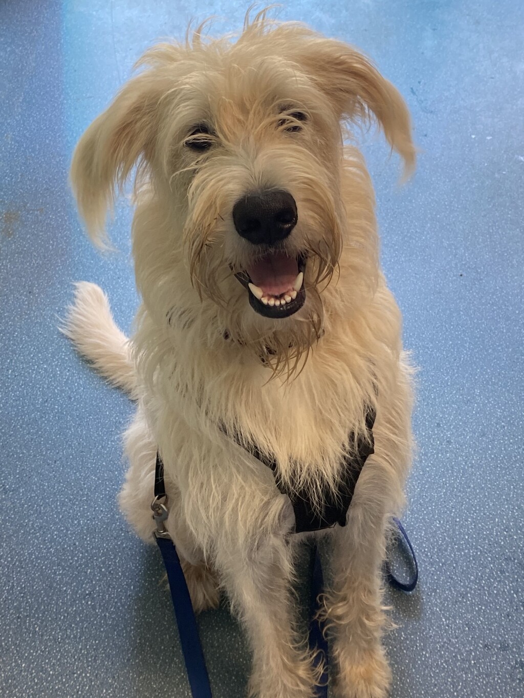 Jamar - Large Male White Shepherd Dog x Poodle Standard Mix Dog in QLD ...