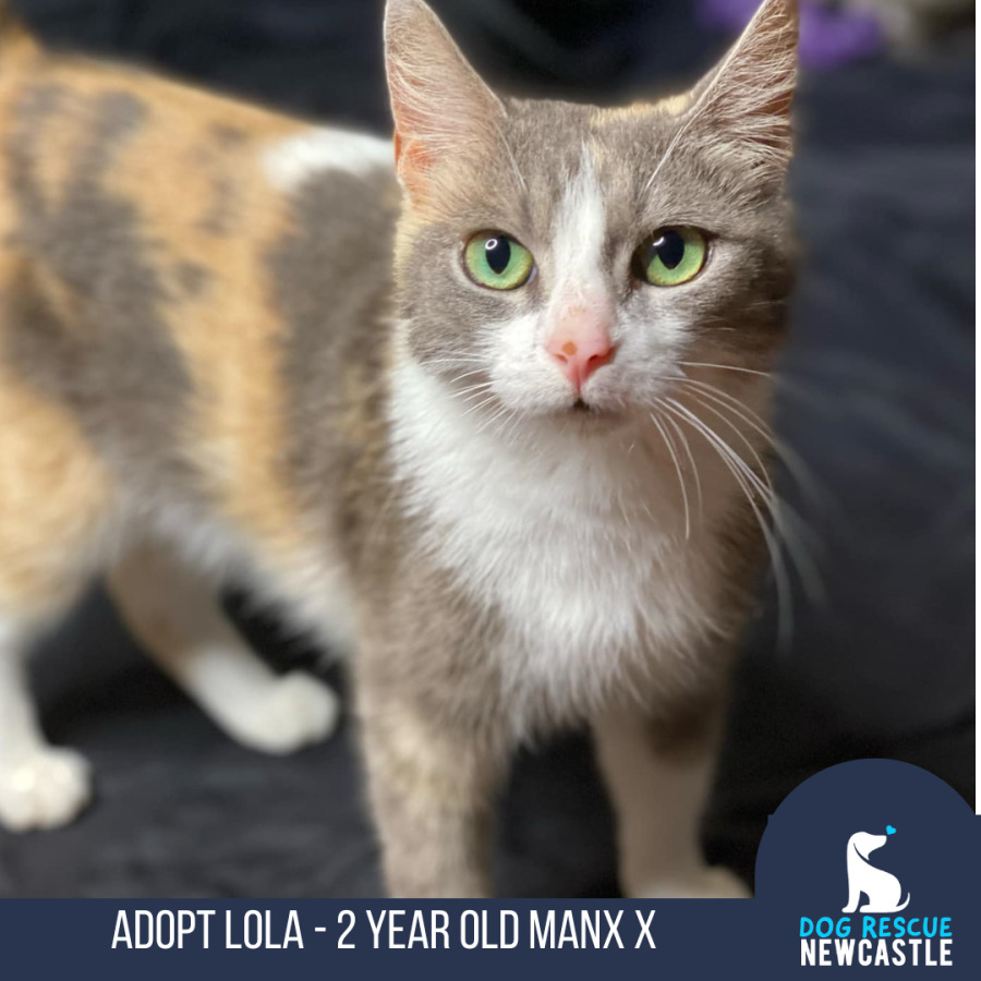 Lola - 2 year old Manx x DSH Dilute Calico - Female Manx x Domestic ...