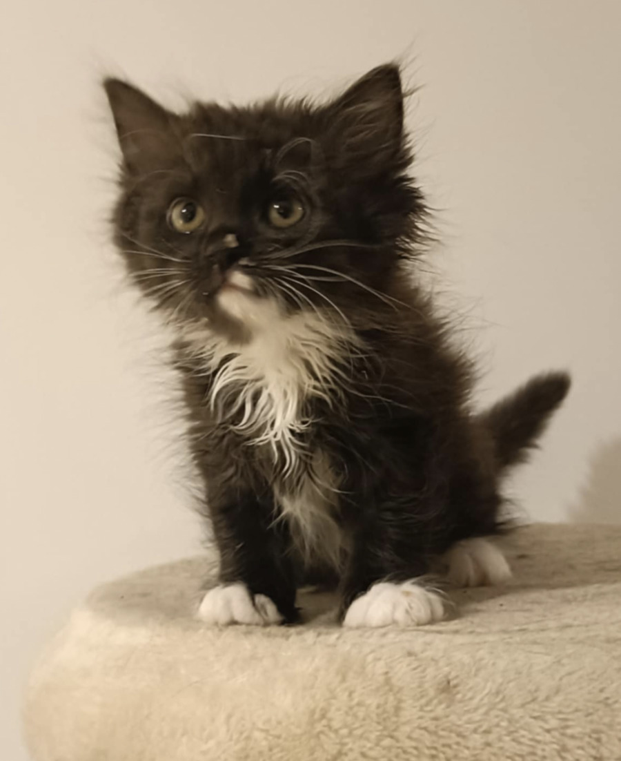 Belladora - Female Domestic Long Hair (DLH) Cat in QLD - PetRescue