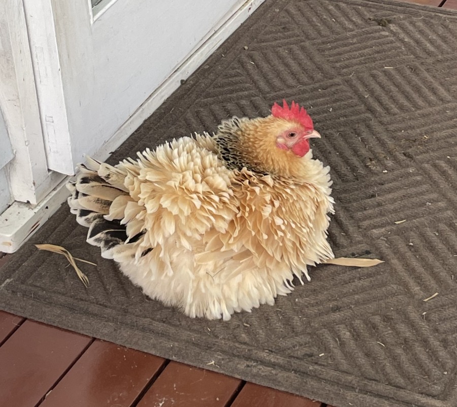 Josephine - Female Chicken in QLD - PetRescue