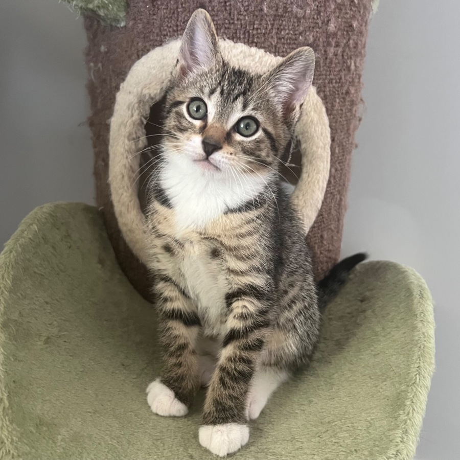 David 🧸 - Male Siamese x Domestic Short Hair (DSH) Mix Cat in NSW ...