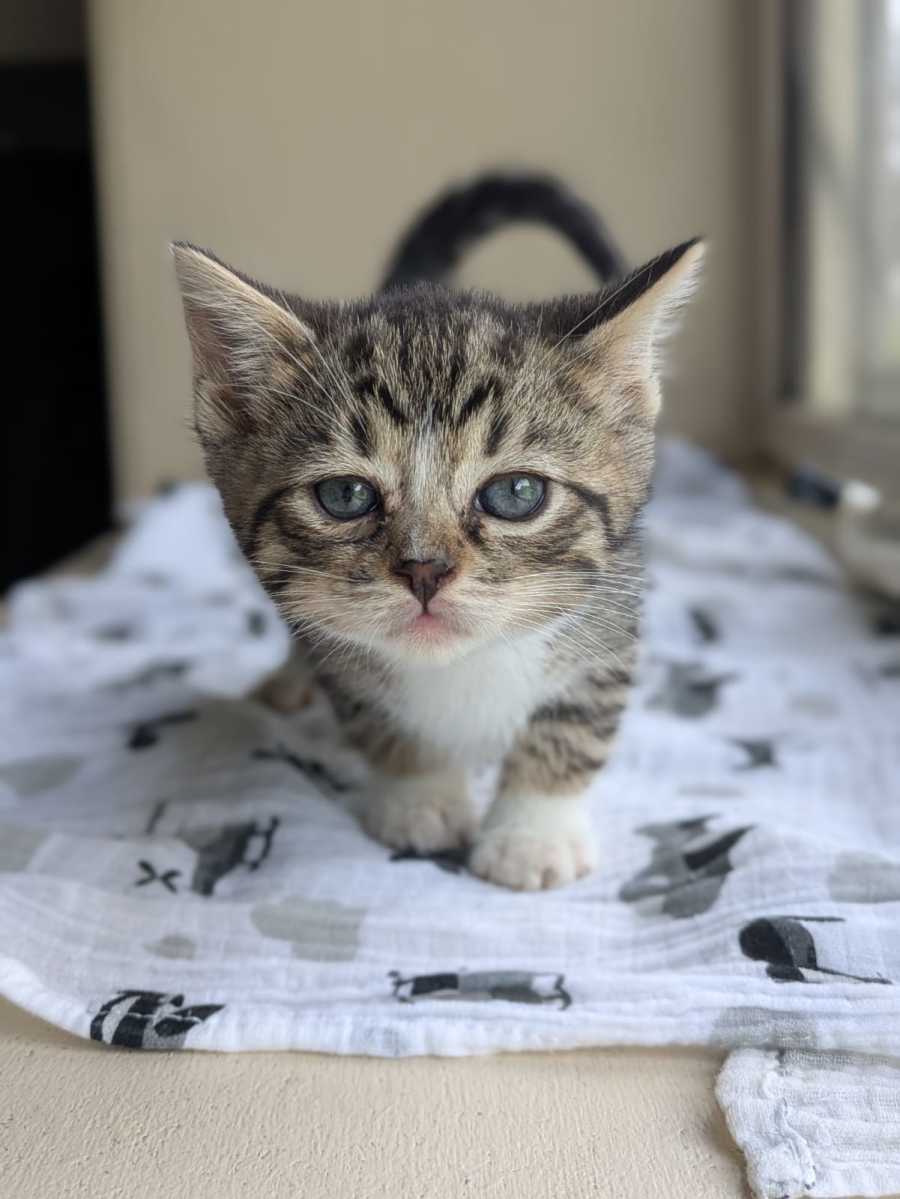 Penelope - Female British Shorthair Mix Cat in VIC - PetRescue