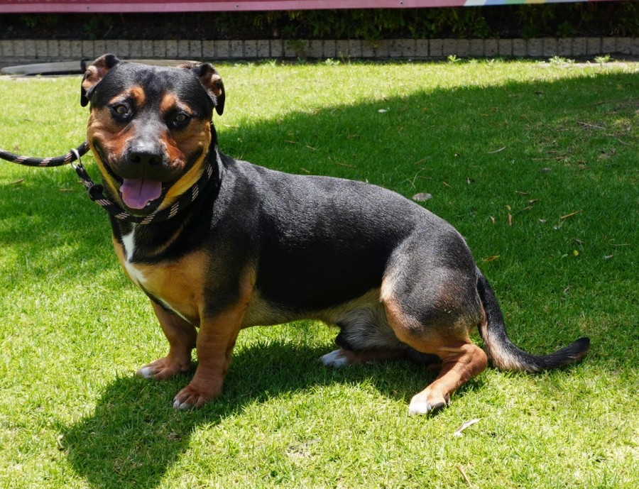 Tupac - Small Male Staffordshire Bull Terrier x Jack Russell Terrier ...