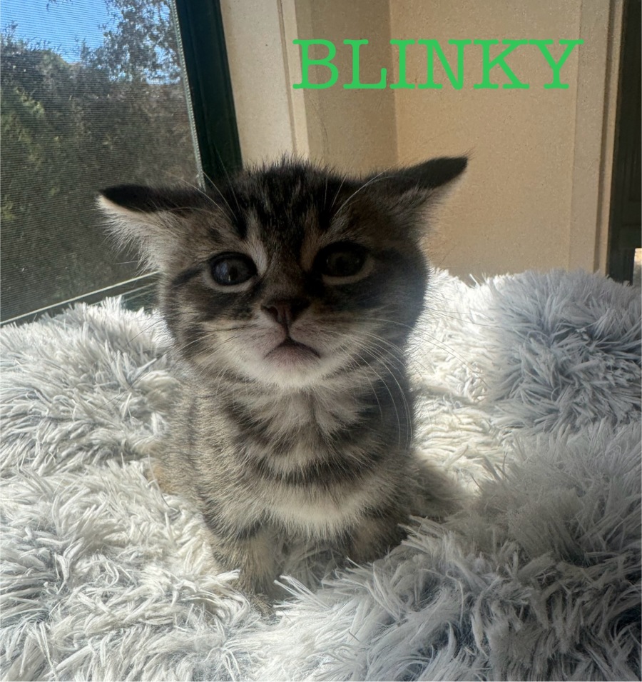 Blinky - Male Domestic Short Hair (DSH) Cat in VIC - PetRescue