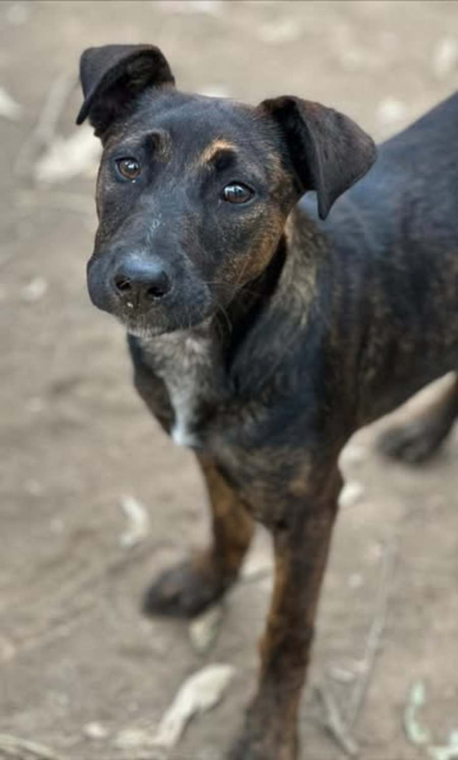 Stephie - Medium Female Mixed breed Mix Dog in NSW - PetRescue