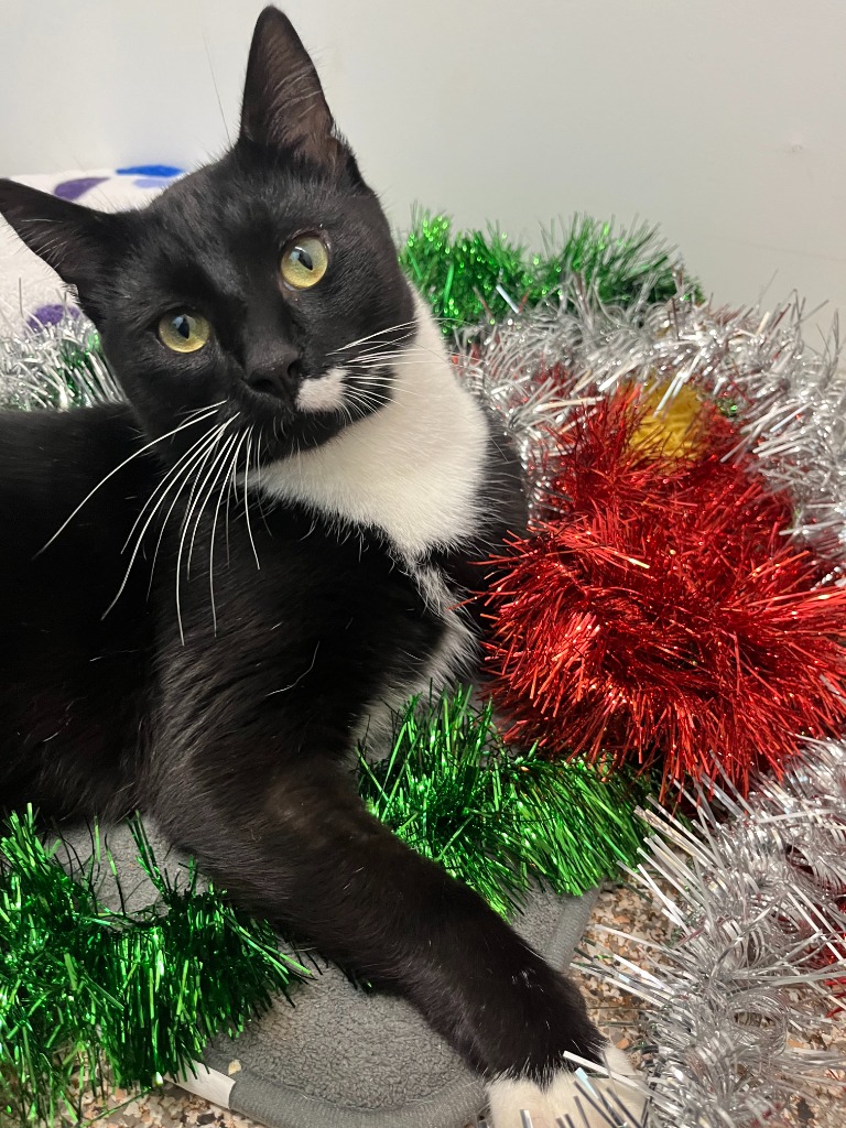 Barnacle Bill - Male Domestic Short Hair (DSH) Mix Cat in VIC - PetRescue