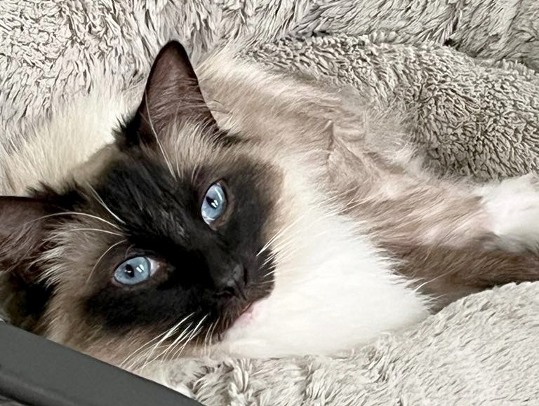 Olli Gorgeous / Ollie The Ragdoll - Male Ragdoll Cat in VIC - PetRescue