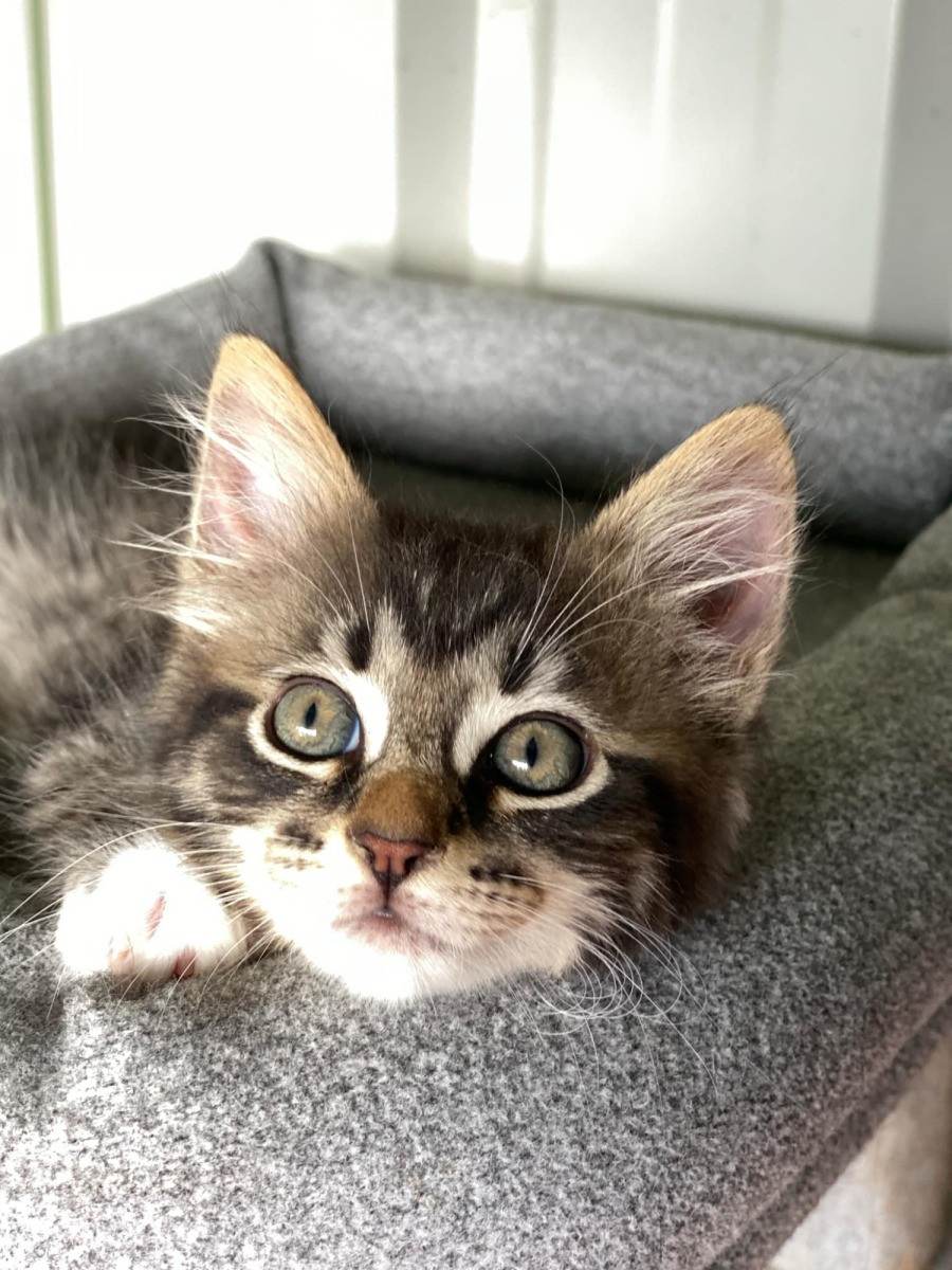 Petal - Female Domestic Medium Hair (DMH) Cat in NSW - PetRescue