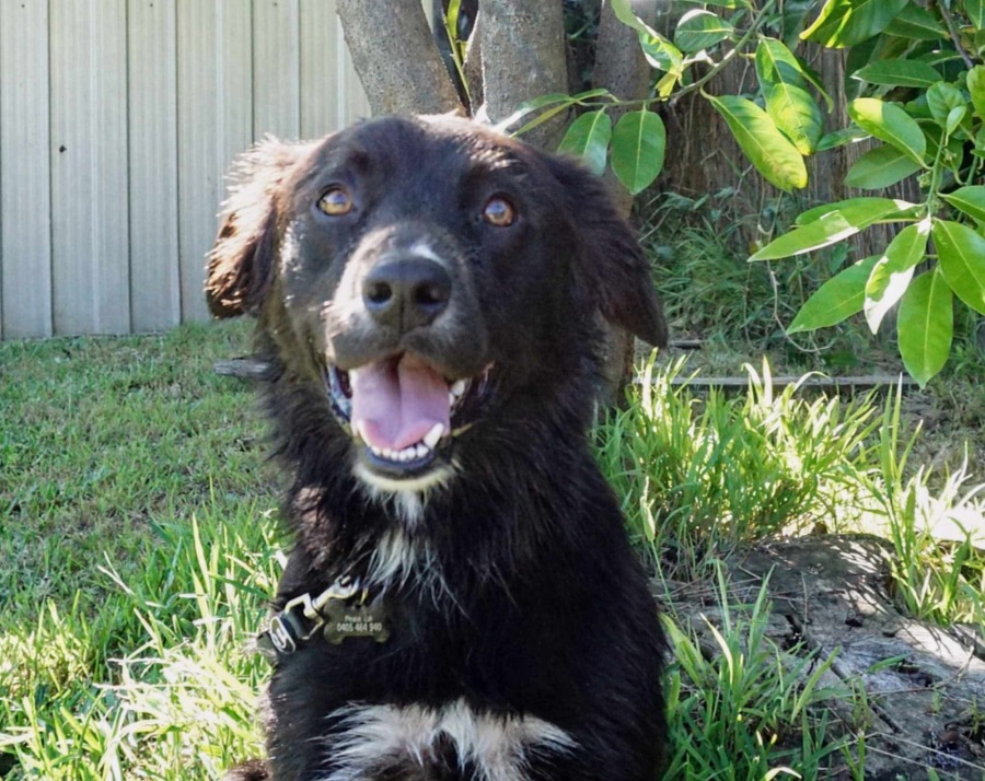 Ranger - Medium Male Australian Kelpie x Border Collie Dog in NSW ...