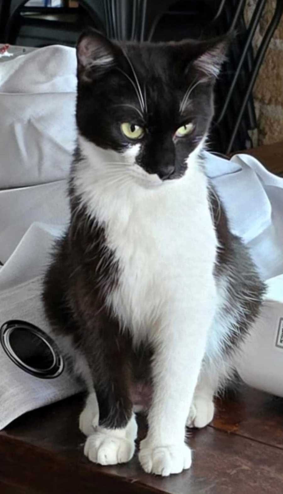 Mumma Manx Amore - Female Manx Cat in NSW - PetRescue