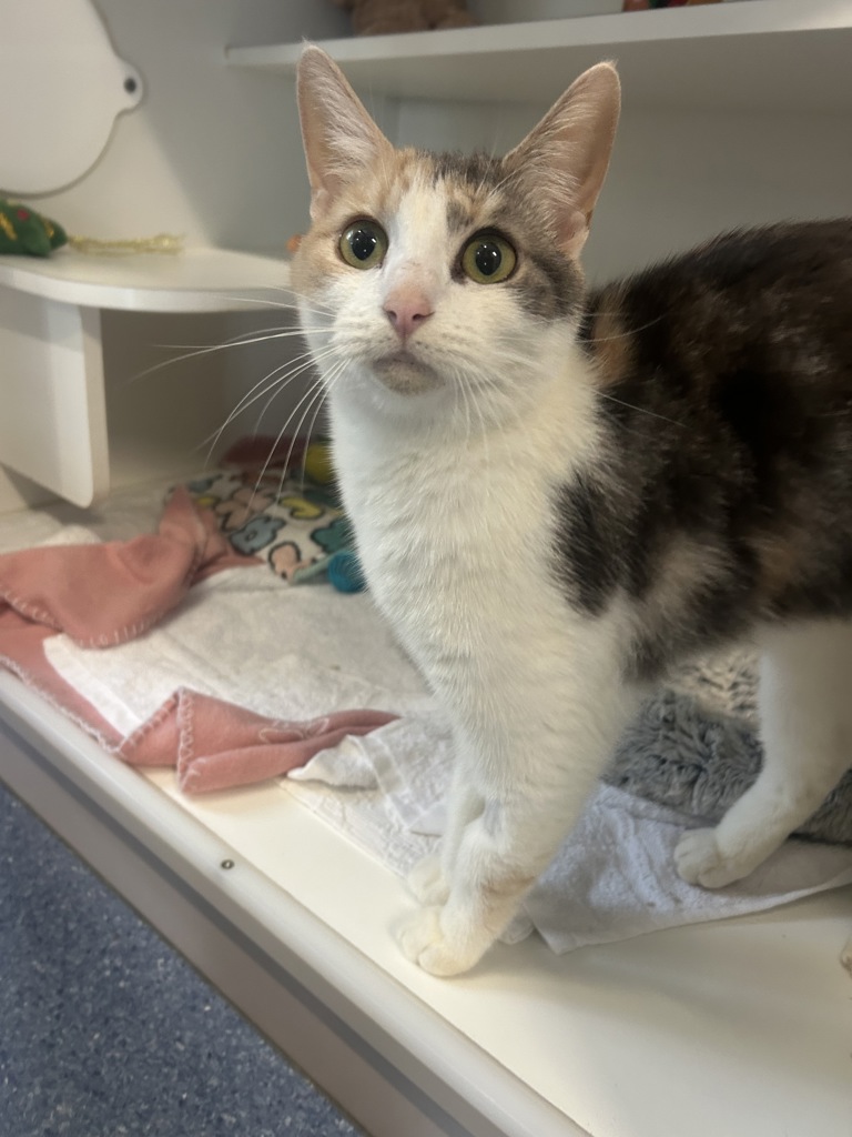 Kitty - Female Dsh Mix Cat in WA - PetRescue