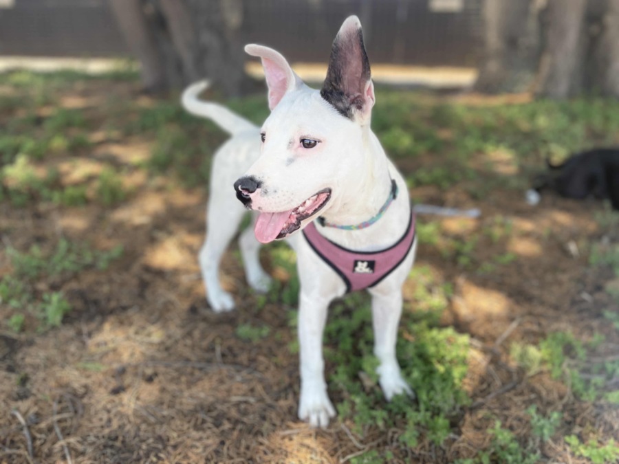 Gypsy - Medium Female American Bulldog Mix Dog in VIC - PetRescue
