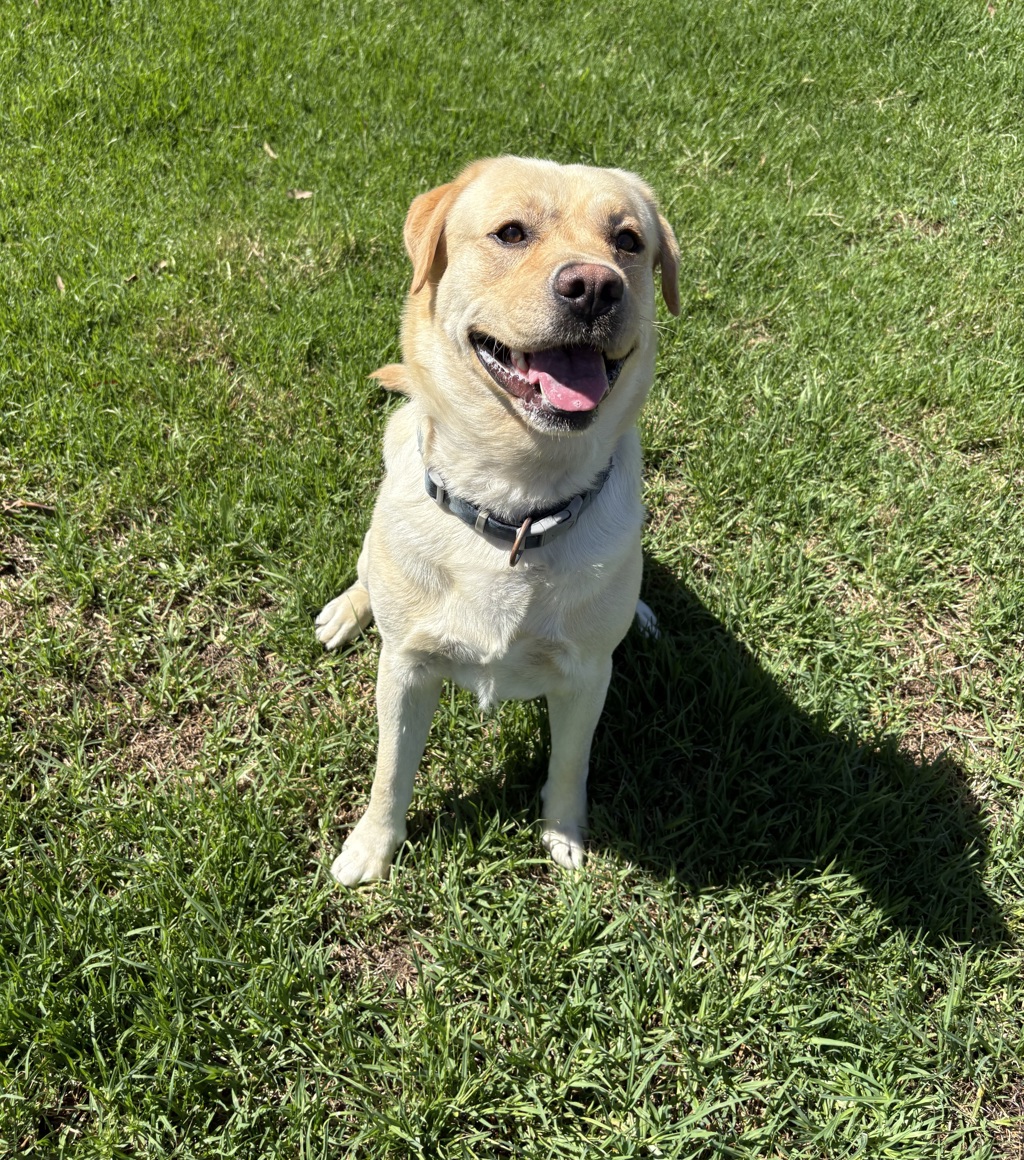 Rocky - Large Male Labrador Mix Dog in VIC - PetRescue