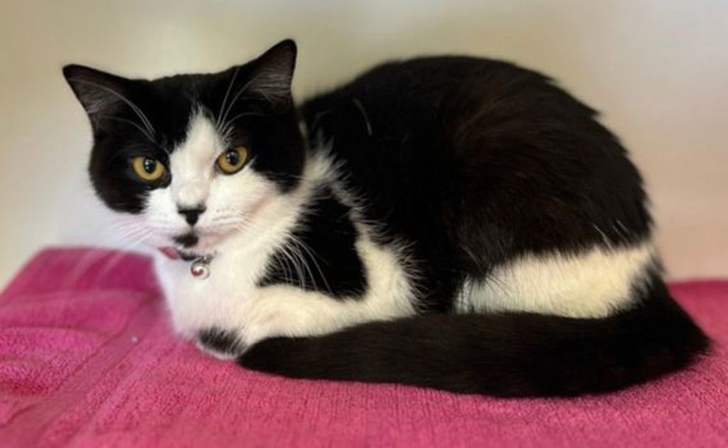 Winnie - Female British Shorthair Mix Cat in VIC - PetRescue