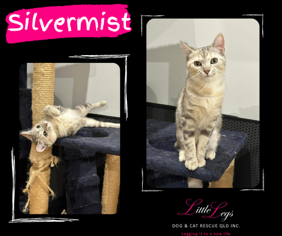 Silvermist - Female Domestic Short Hair (DSH) Mix Cat in QLD - PetRescue
