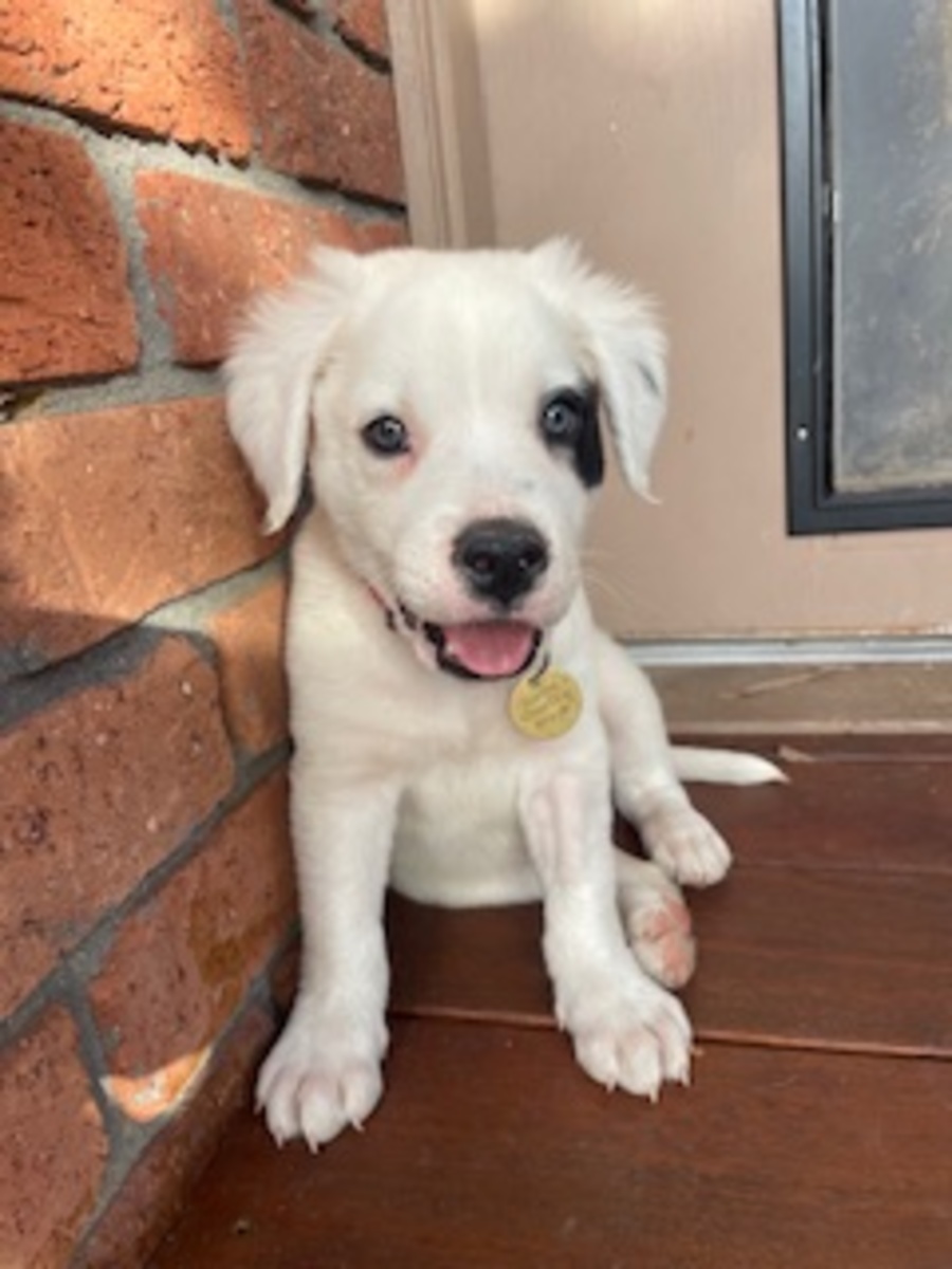 Igabe - Medium Male American Bulldog x American Staffordshire Terrier ...