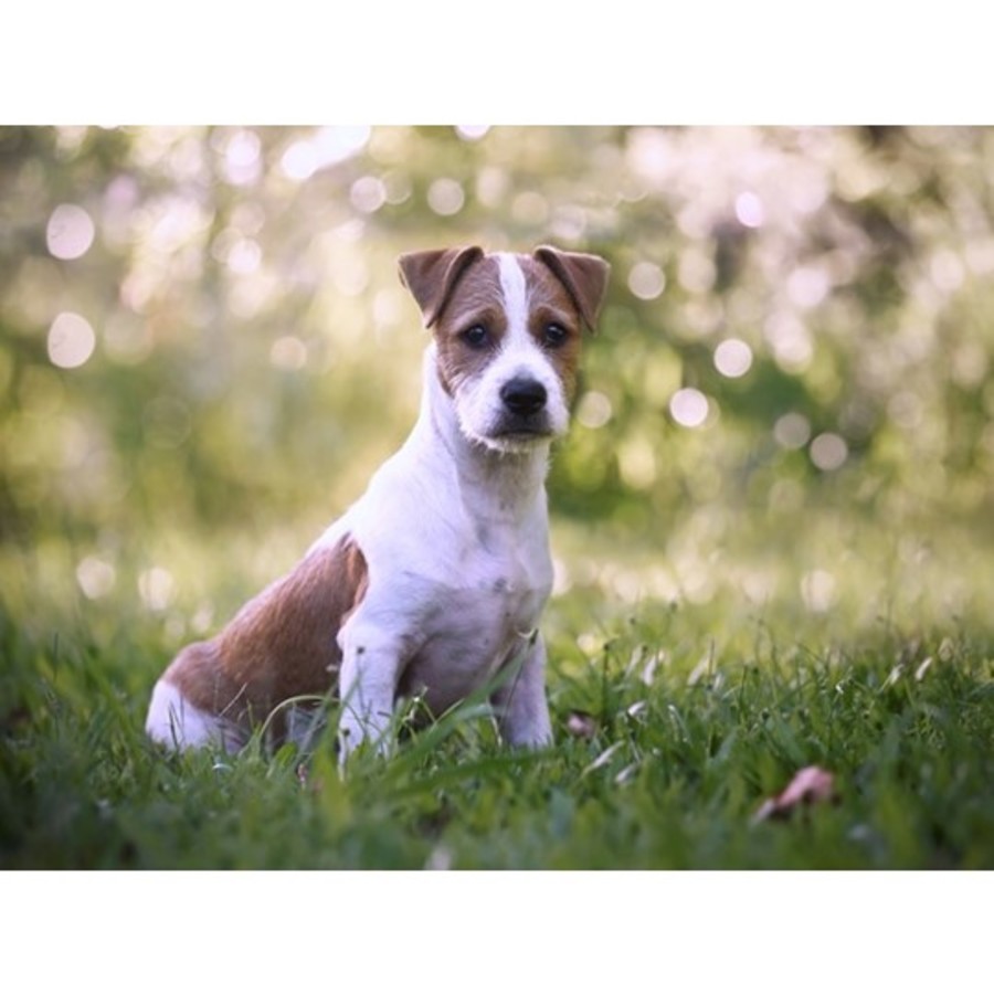 Cedar - Medium Male Staffordshire Bull Terrier Mix Dog in QLD - PetRescue