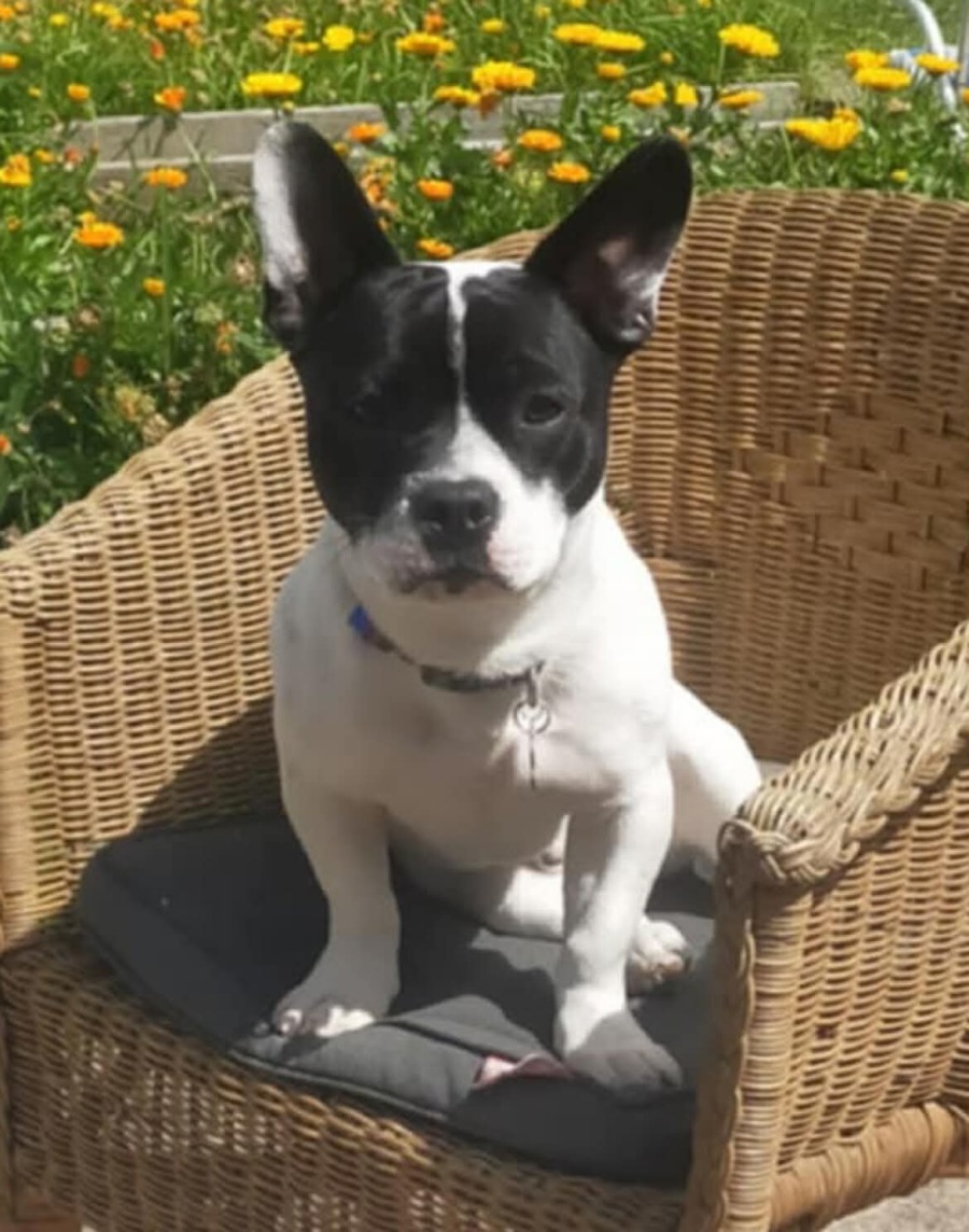 Ozzie - Small Male French Bulldog x Jack Russell Terrier x Staffy Mix ...