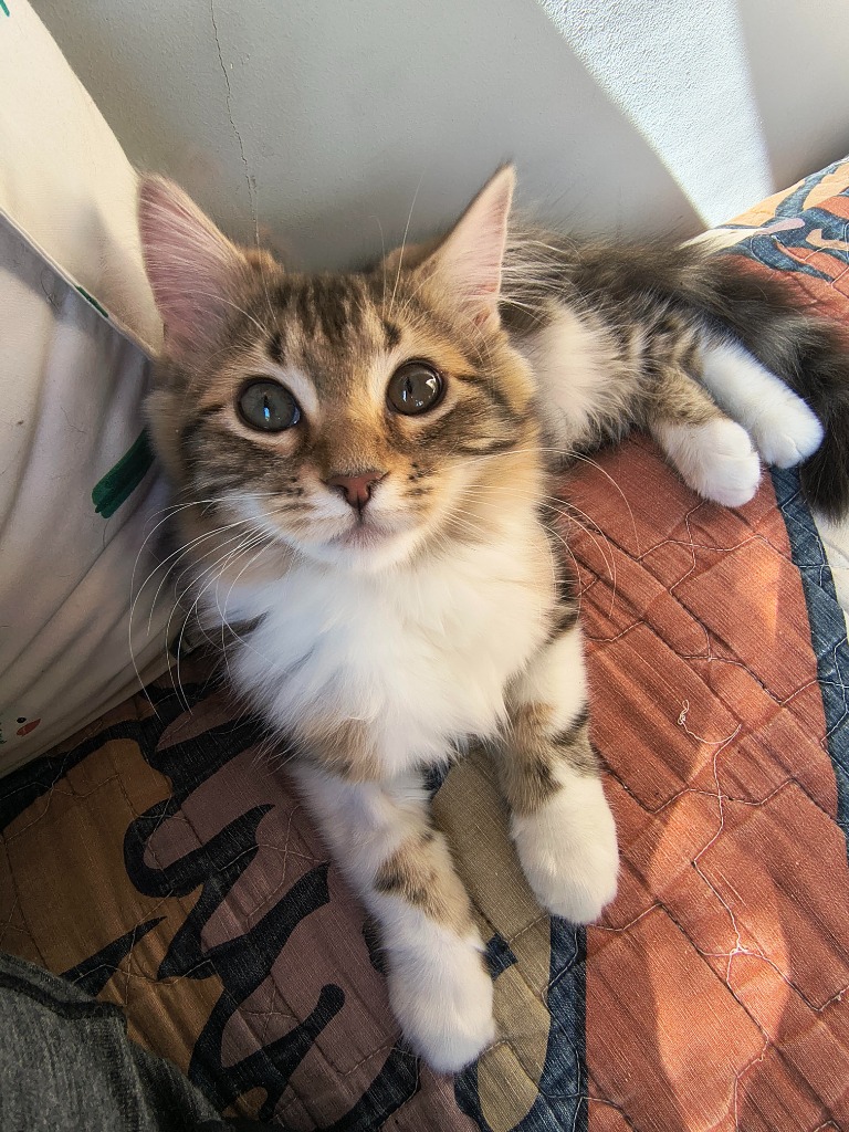 Puck - Female Domestic Short Hair (DSH) Mix Cat in VIC - PetRescue